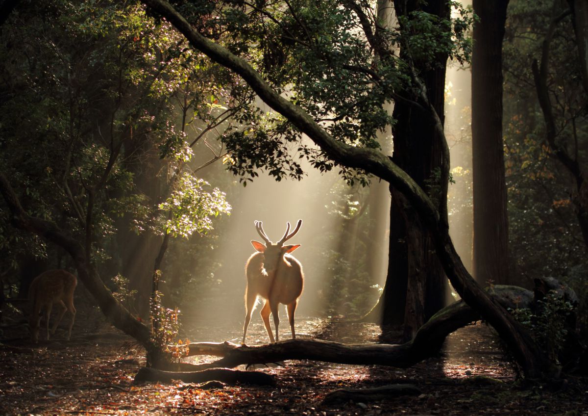 NG。。。 | GANREF