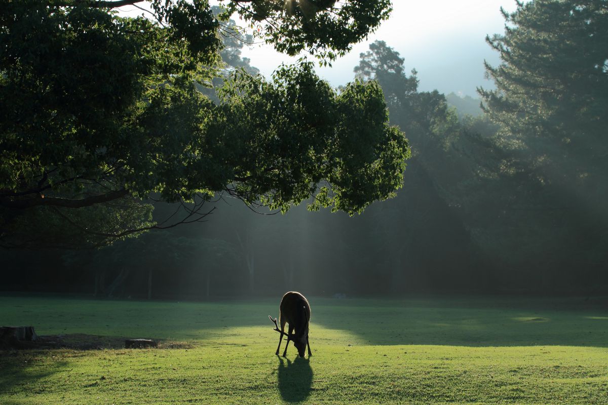 シンプルライフ。。。 | GANREF