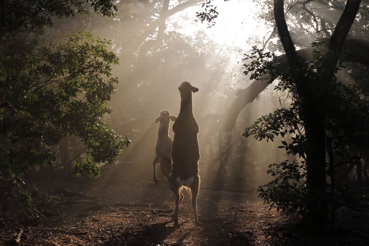 気合負け。。。 | GANREF