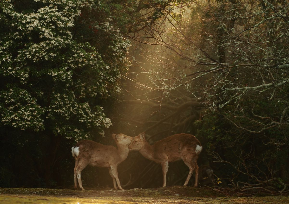 ほのぼの。。。 | GANREF