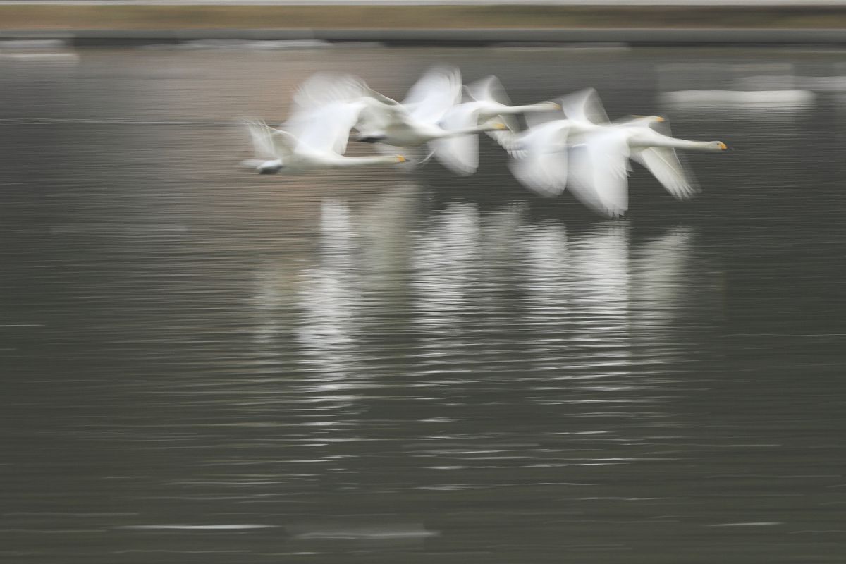 流し”鳥” | GANREF