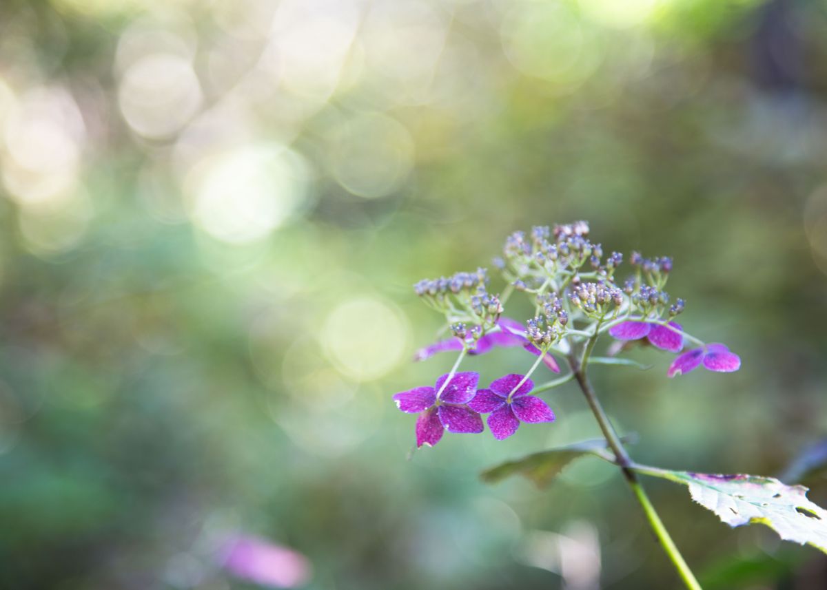 木漏れ日を受けて | GANREF