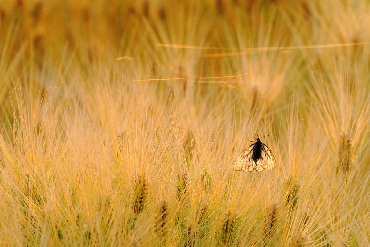 Wheatfield with spider silk & butterfly | GANREF