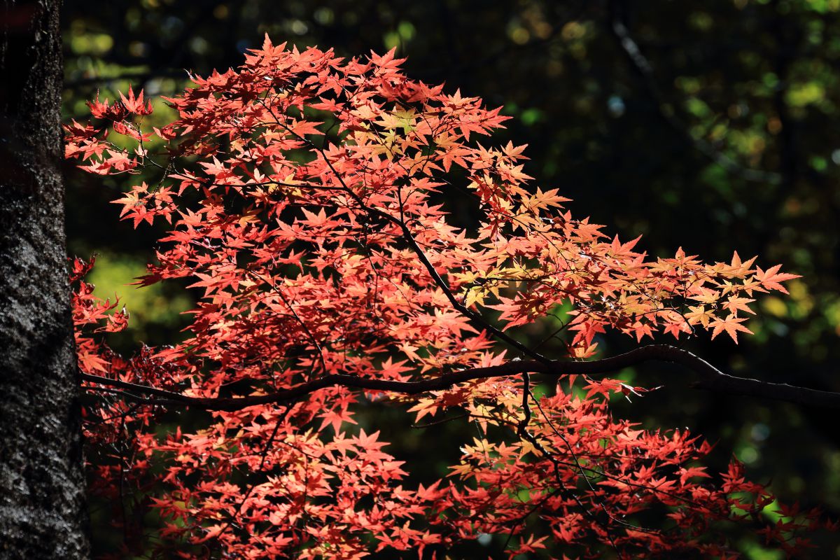 turning red | GANREF