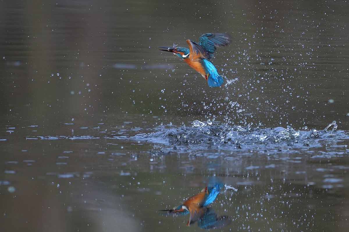 Kingfisher_37 | GANREF