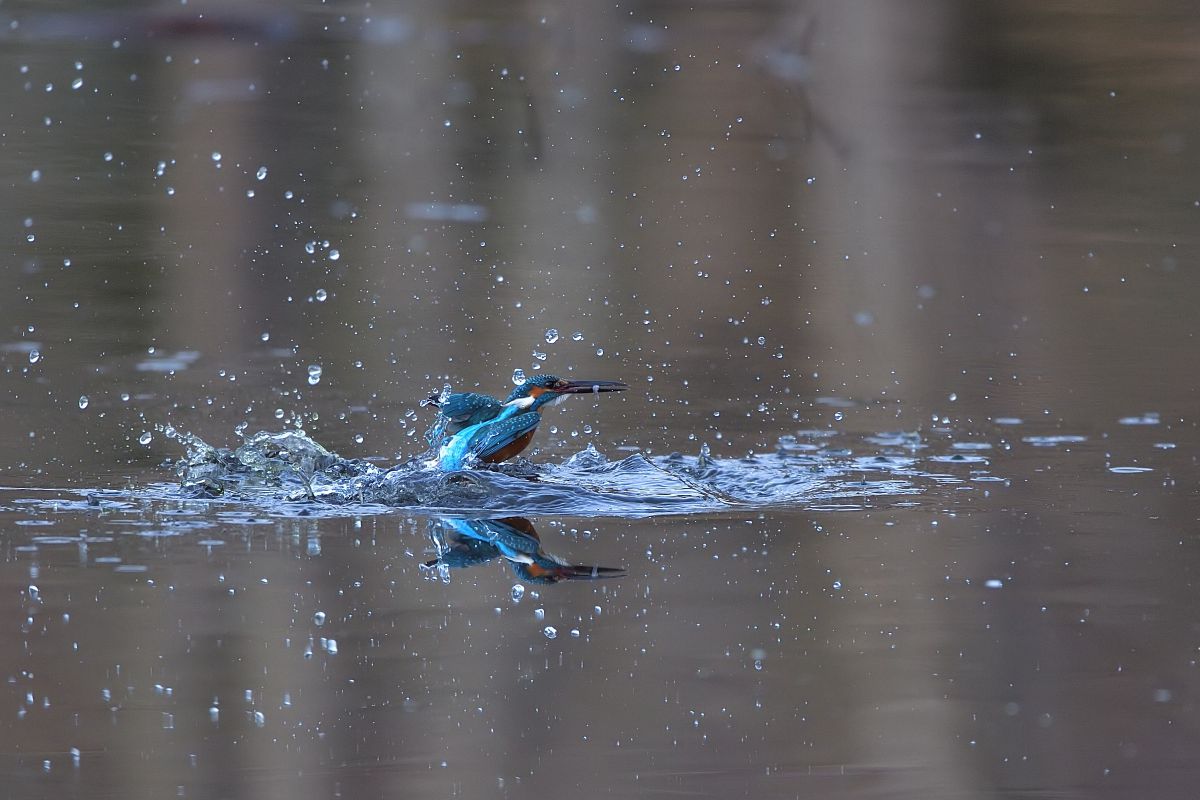 Kingfisher_51 | GANREF