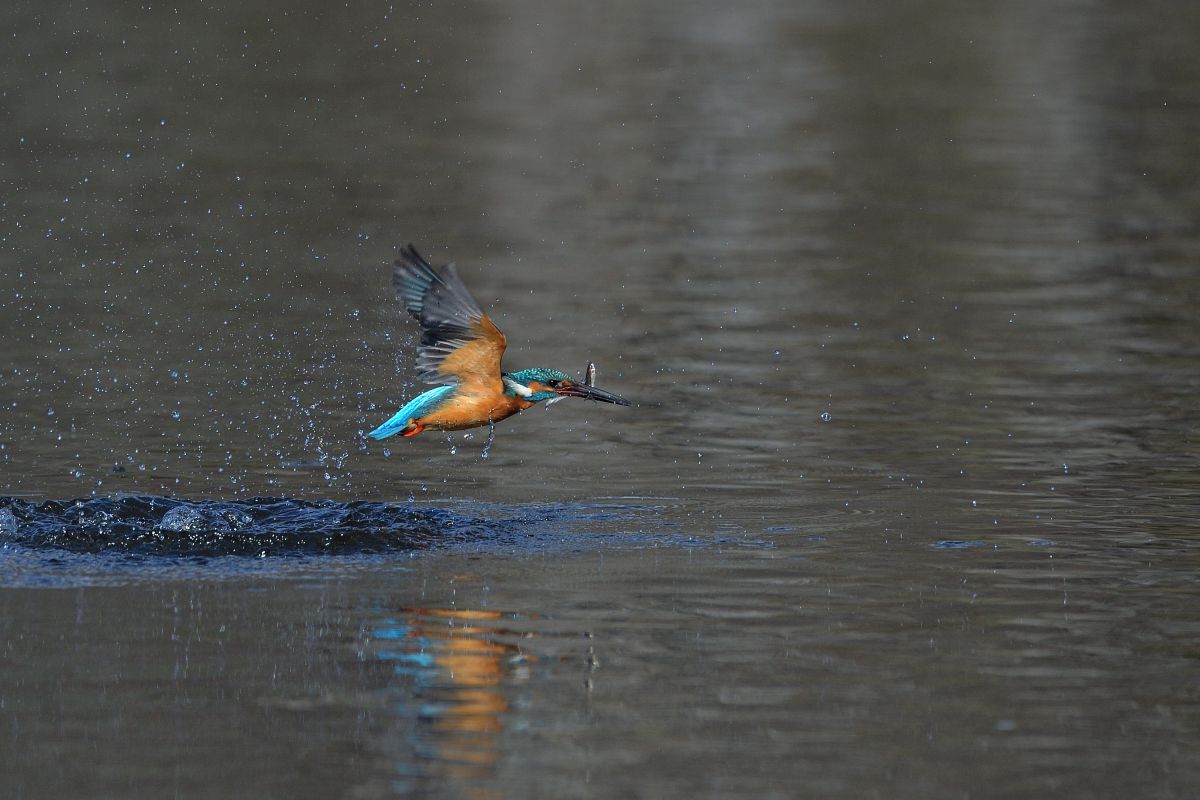 Kingfisher_55 | GANREF