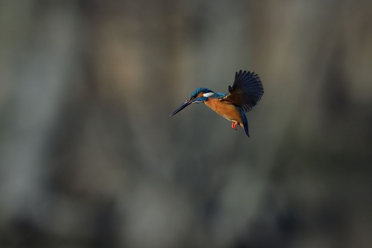Kingfisher_53 | GANREF