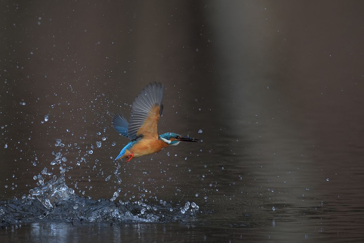 Kingfisher_43 | GANREF