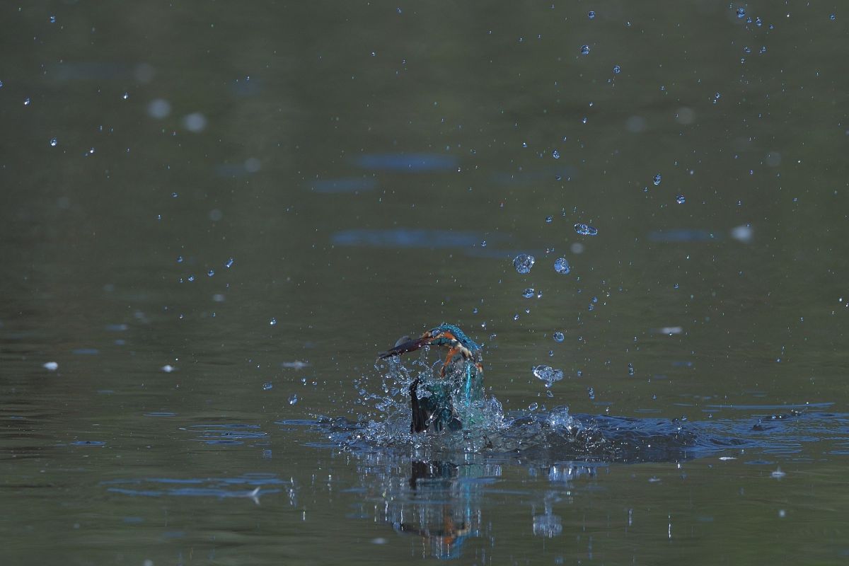 Kingfisher_73 | GANREF