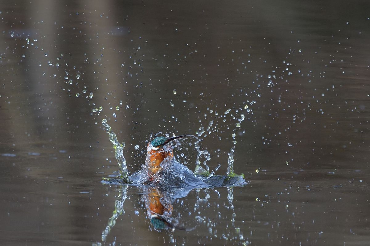 Kingfisher_40 | GANREF