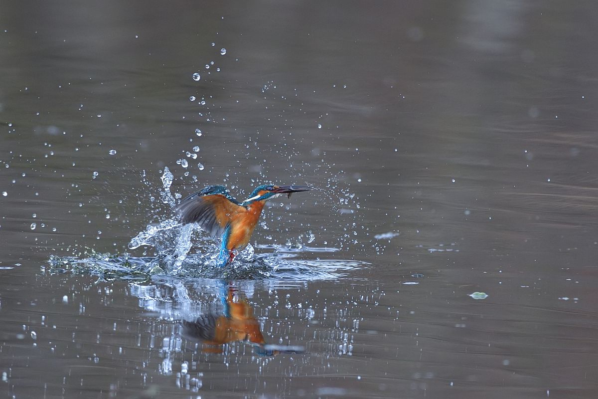 Kingfisher_46 | GANREF