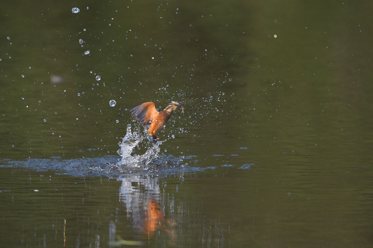 Kingfisher_61 | GANREF