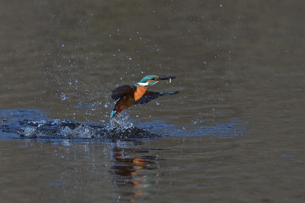 Kingfisher_38 | GANREF