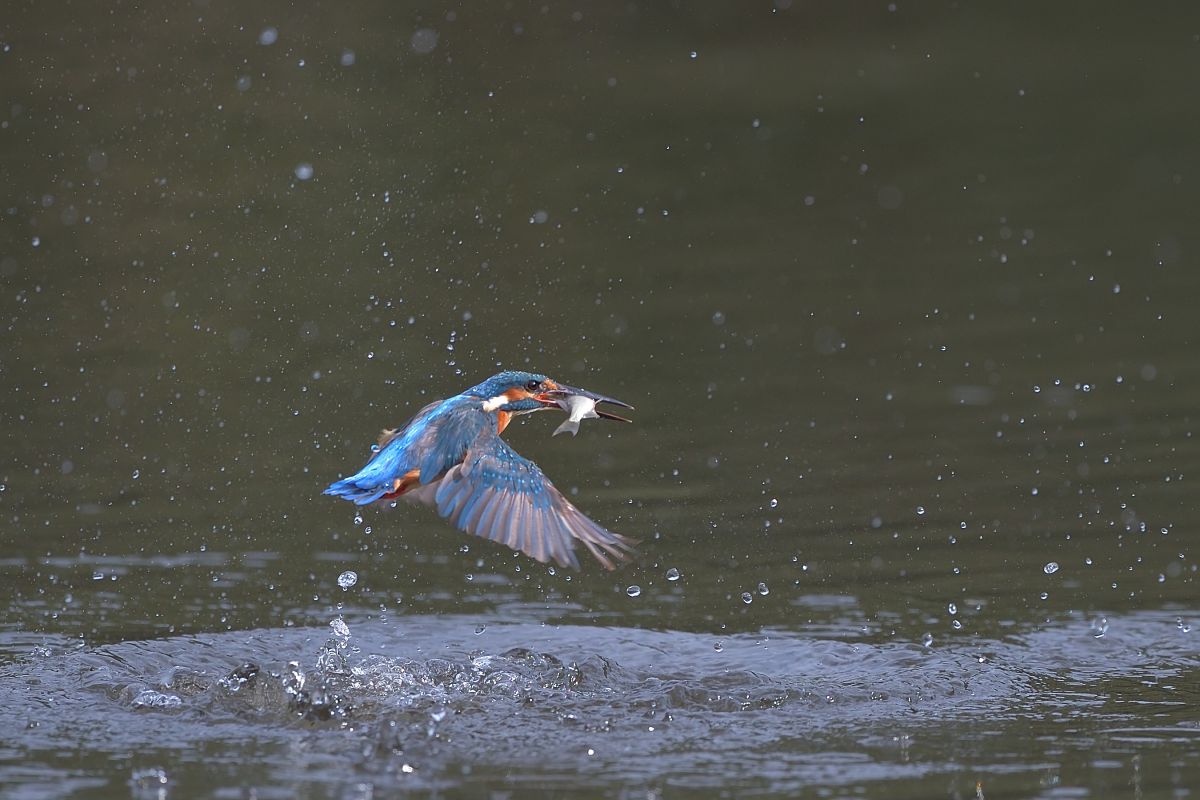 Kingfisher_57 | GANREF