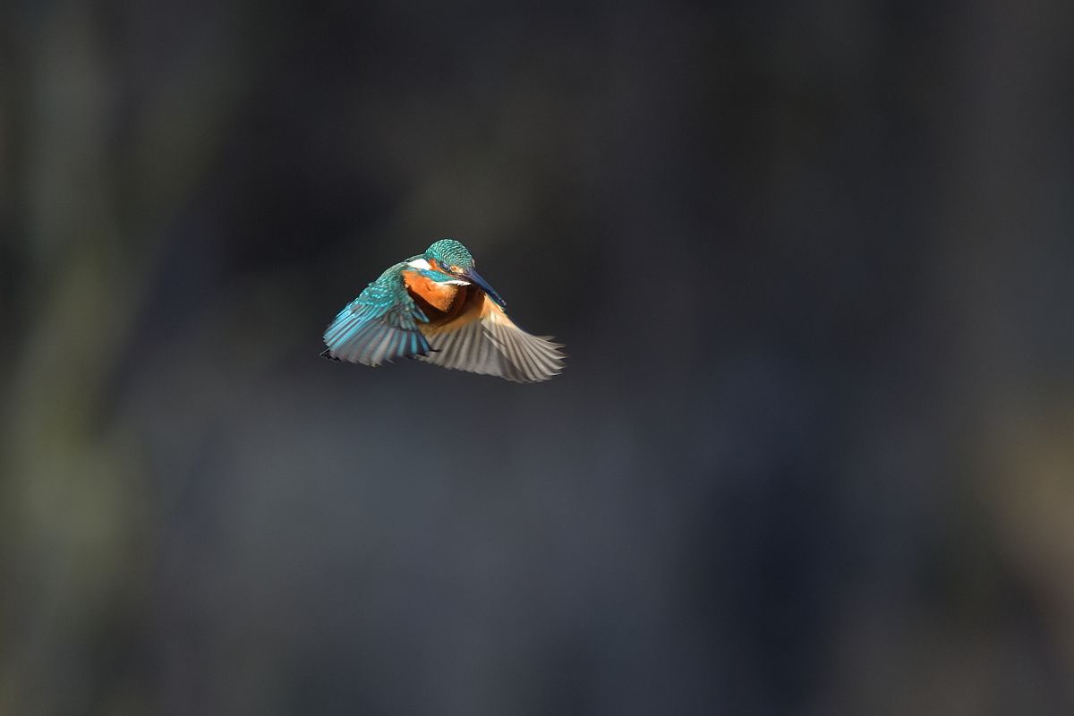 Kingfisher_39 | GANREF