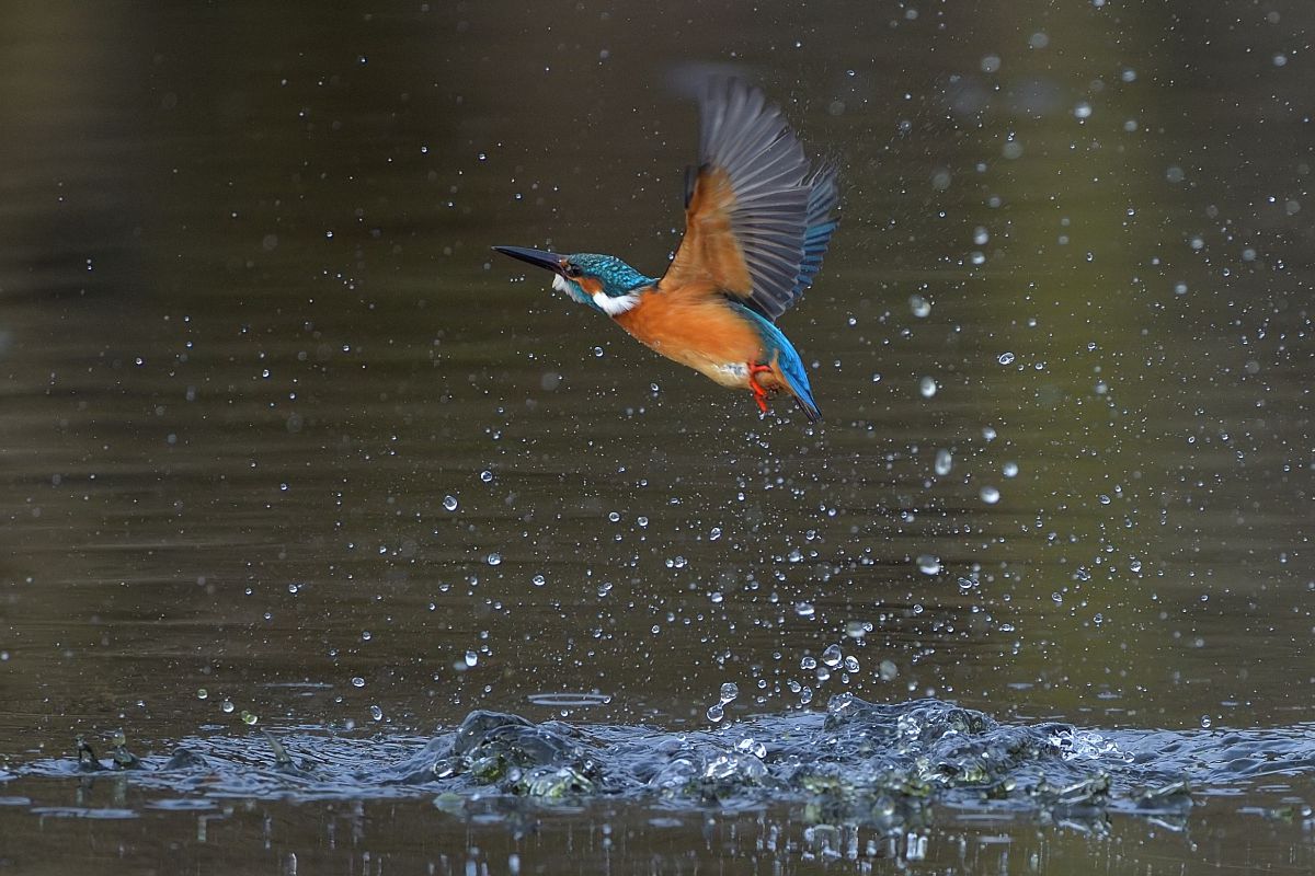 Kingfisher_50 | GANREF