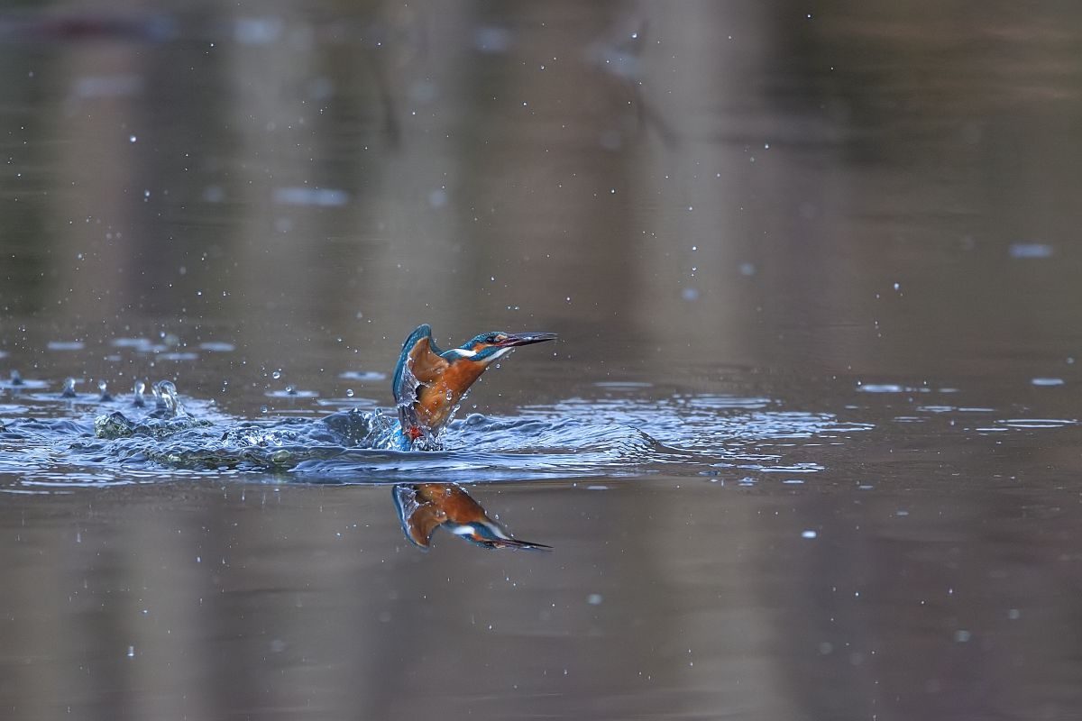 Kingfisher_52 | GANREF