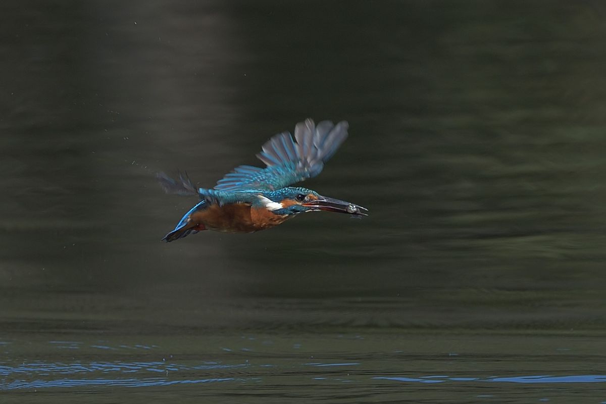 Kingfisher_58 | GANREF