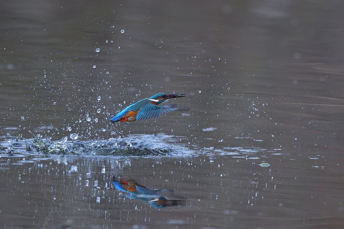 Kingfisher_47 | GANREF