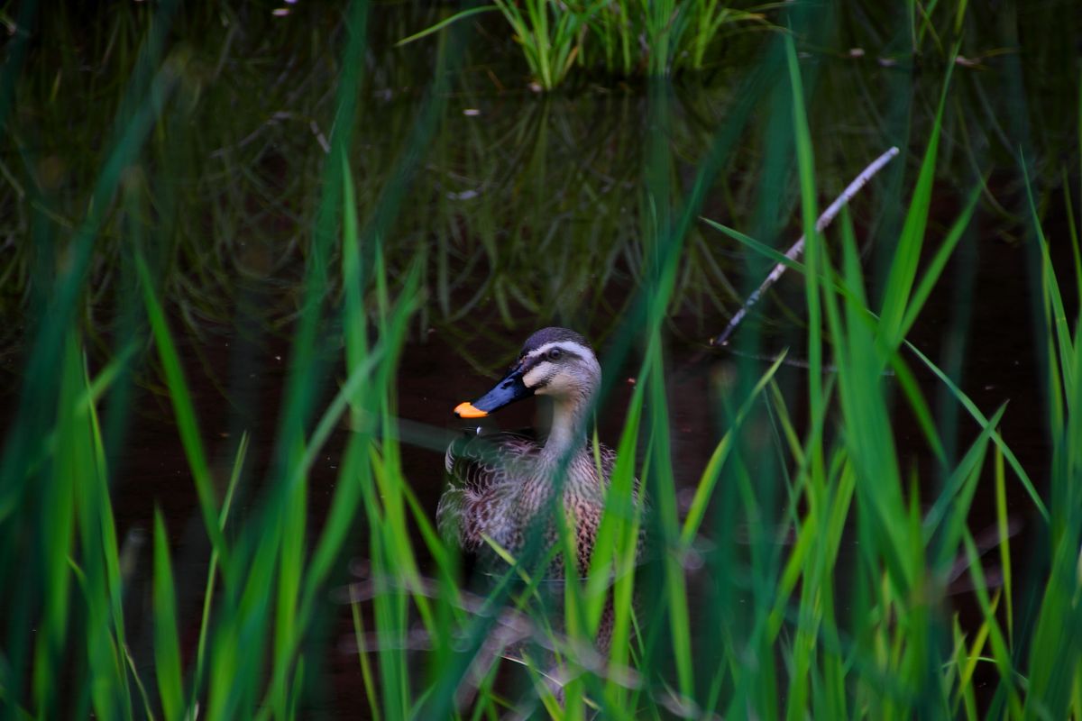 like a fence | GANREF