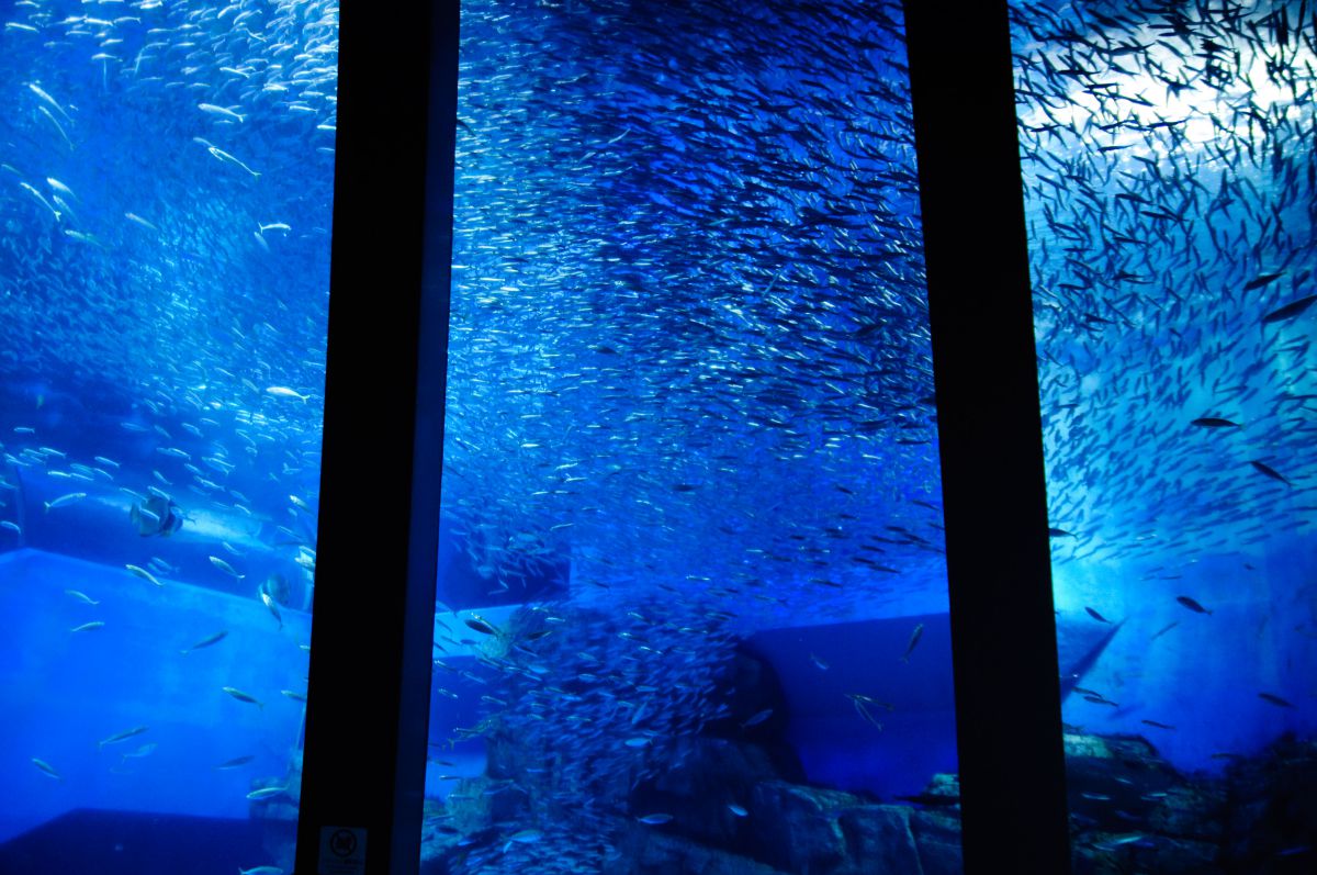 Blue Tornado | GANREF