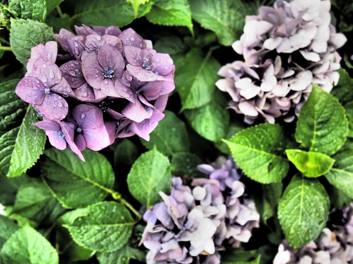 雨上がり II | GANREF