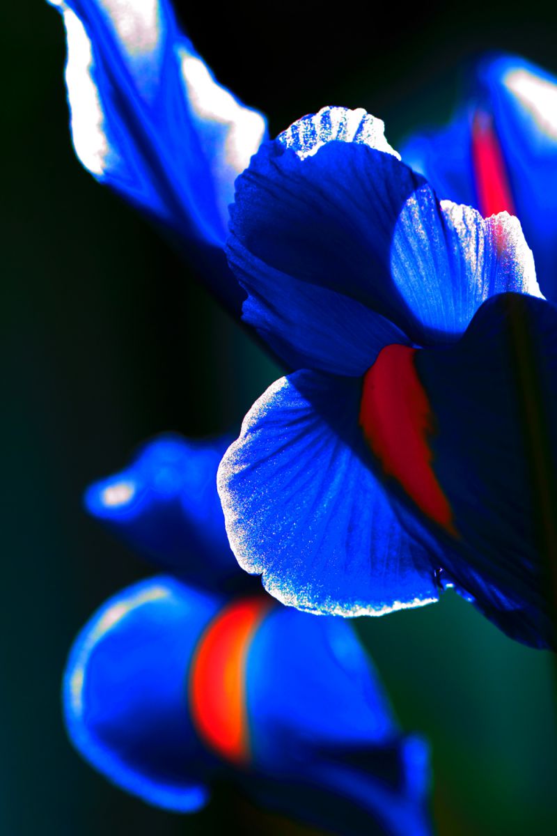 Blue temptation | GANREF