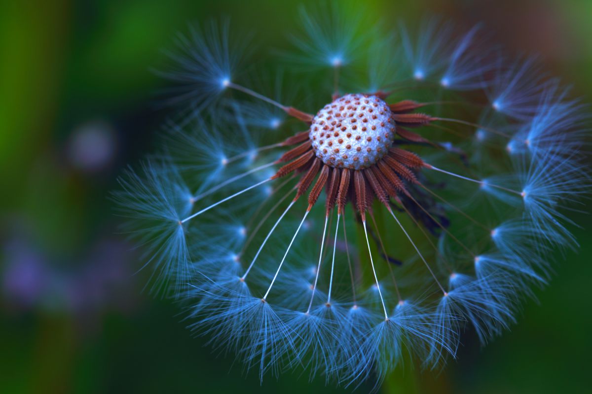 Dandelion planet | GANREF