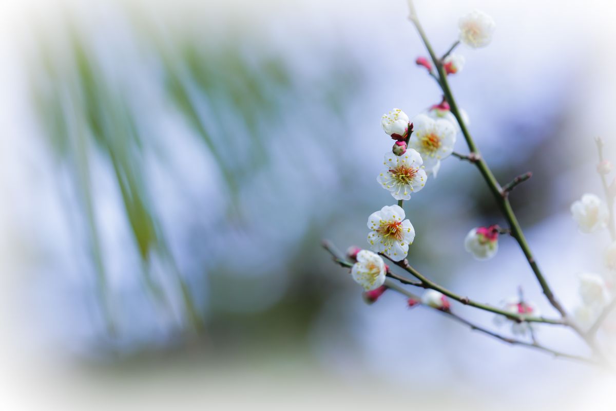 White spring | GANREF