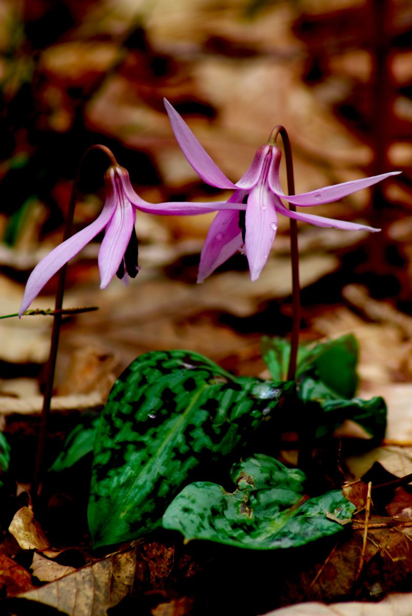 Spring Ephemeral | GANREF