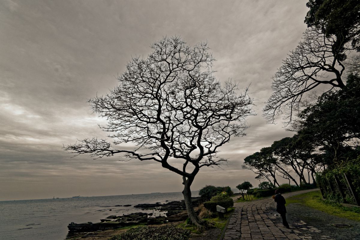 The Force of Tree | GANREF