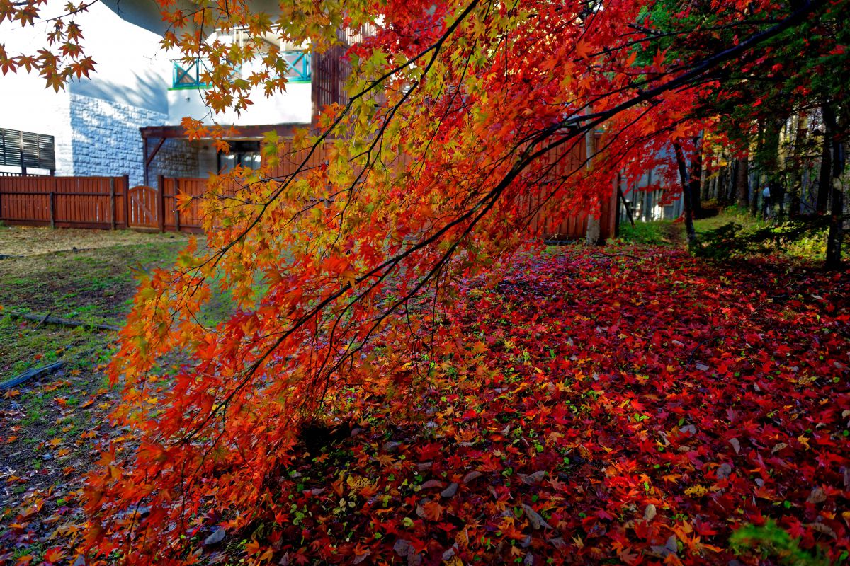 Fallen Autumn | GANREF