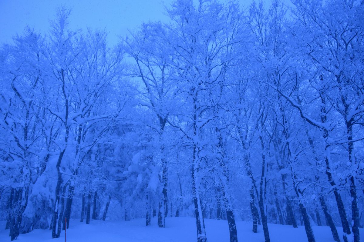 樹氷高原駅付近の霧氷（WB:電球） | GANREF