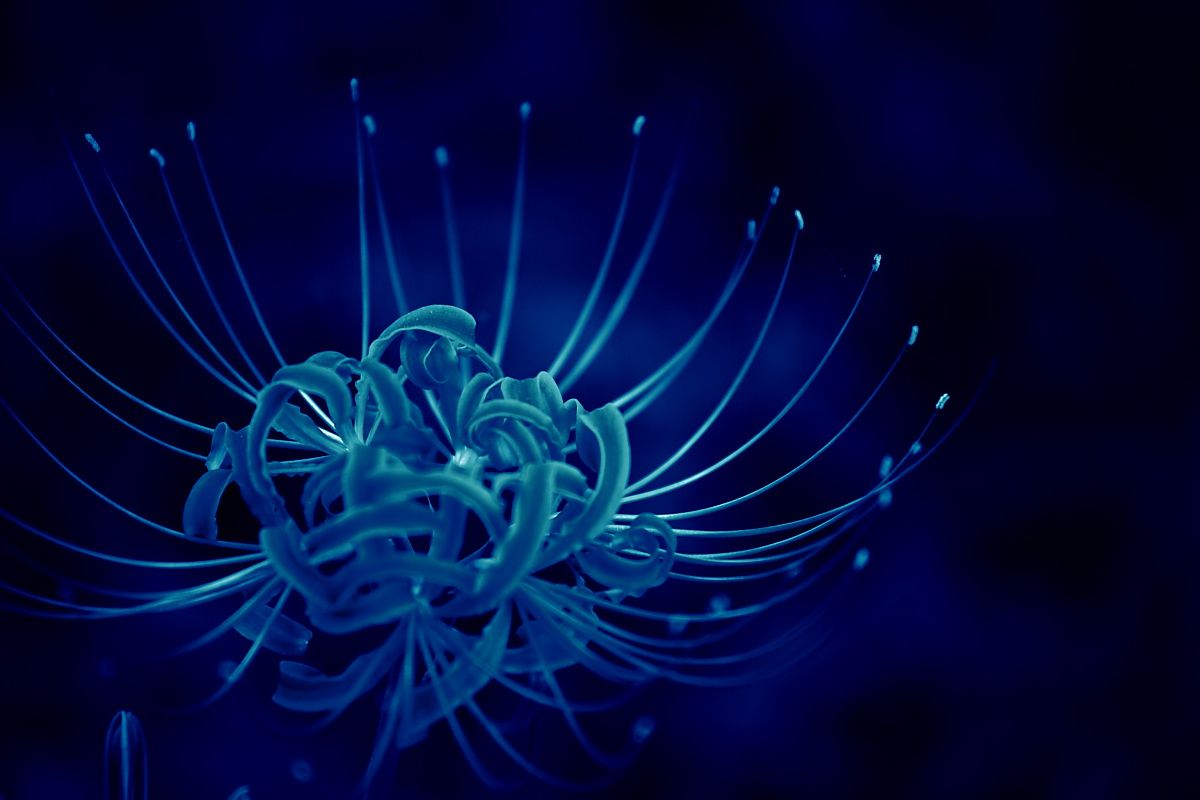 Blue Lycoris | GANREF