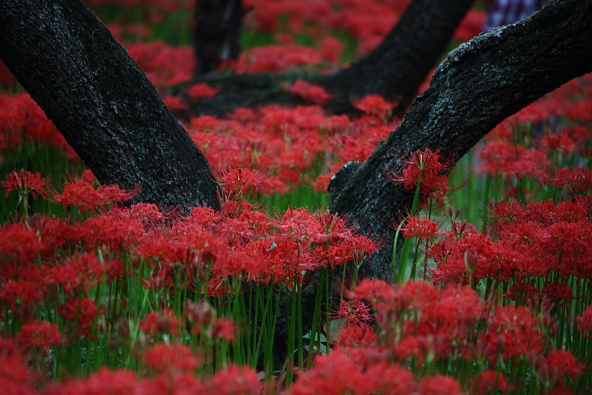 古木と共に 2 | GANREF