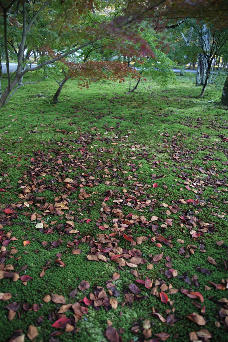 Autumn leaves | GANREF