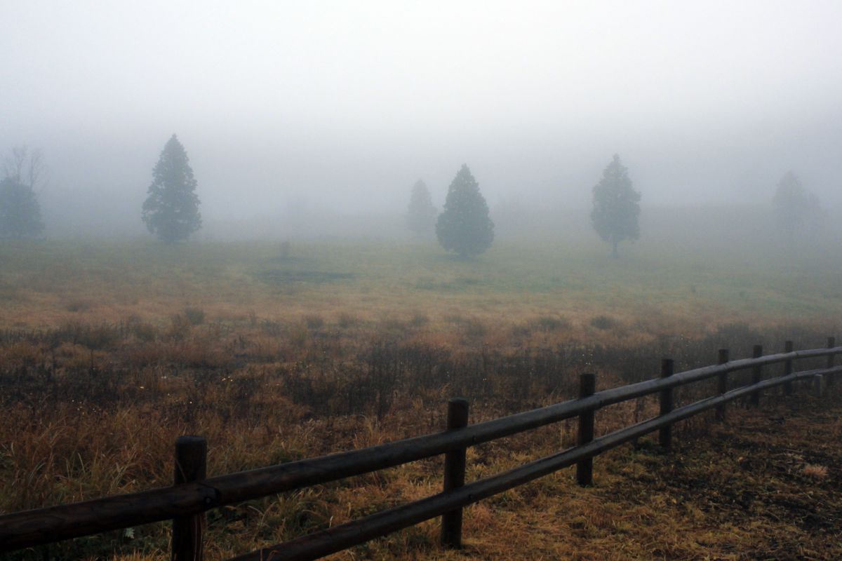 morning mist .*.*. | GANREF