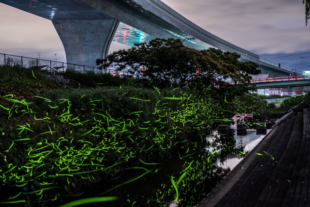 a habitat of firefly | GANREF