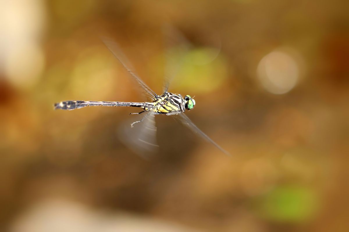 Hovering！ | GANREF