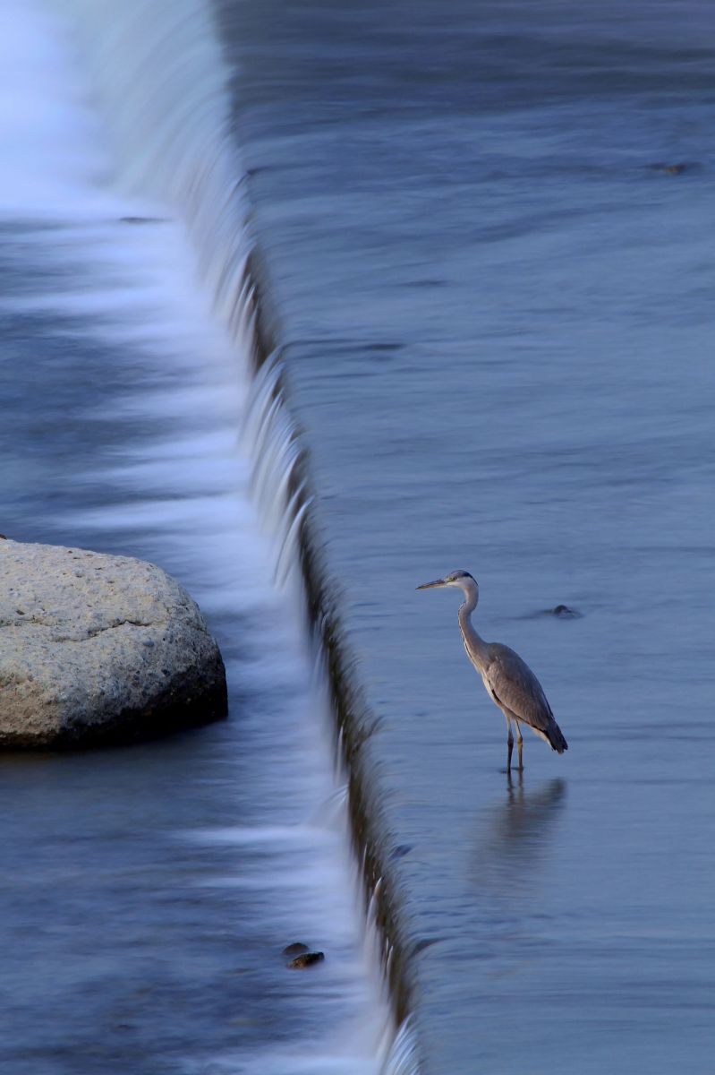 青鷺 ～夕暮れ～ | GANREF