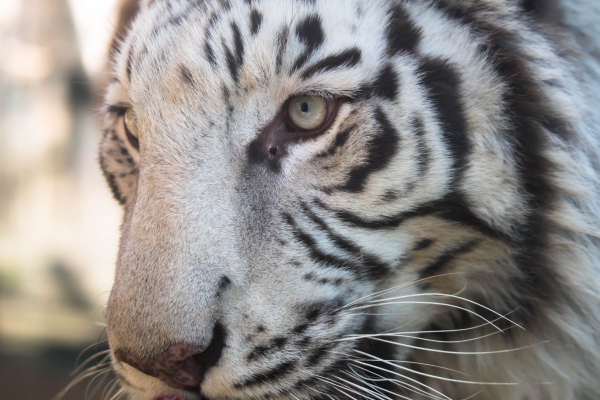 White tiger | GANREF