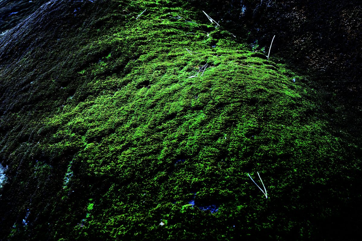 green moss | GANREF