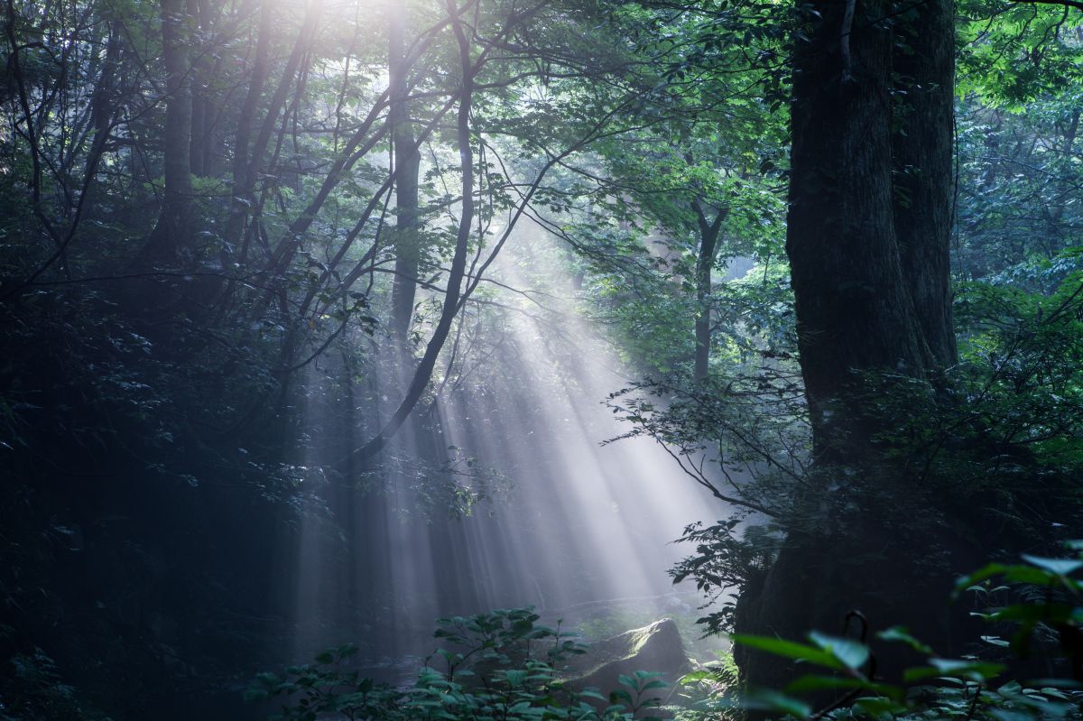 光射す森 | GANREF