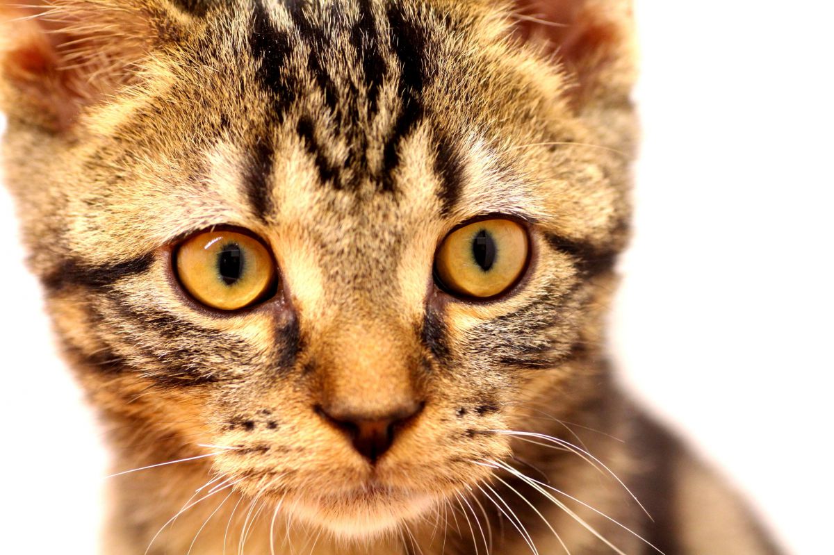 今日は僕の日だにゃ | GANREF