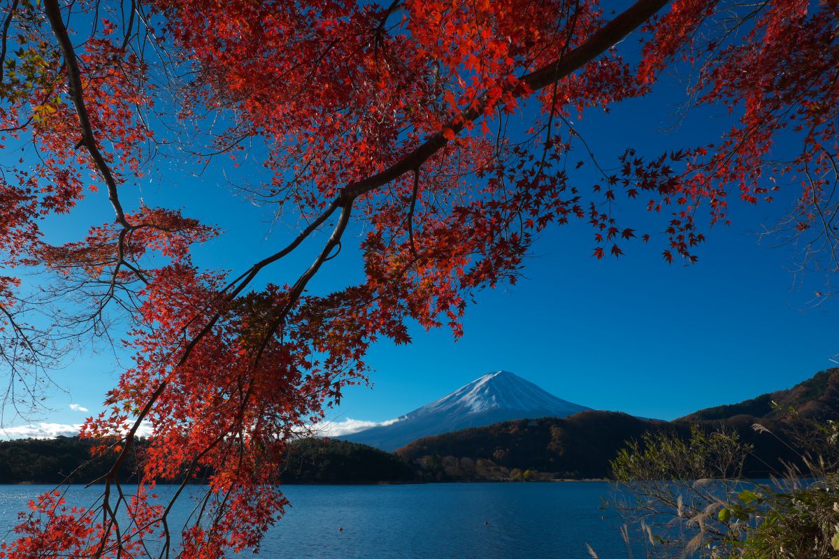 思いっきり枝垂れて | GANREF