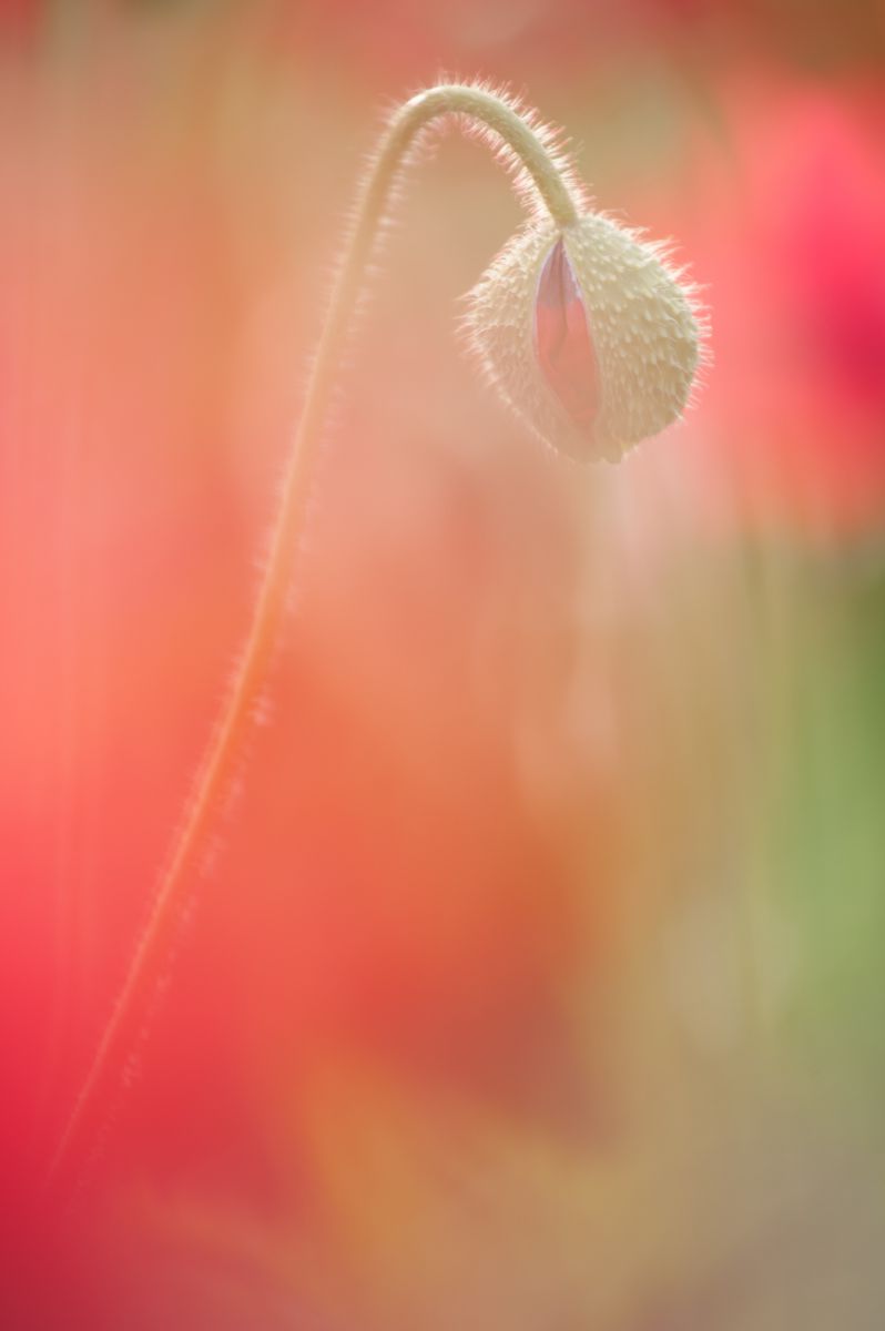 Just started | GANREF