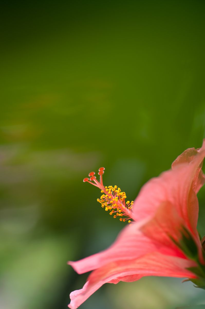 風になりたい | GANREF