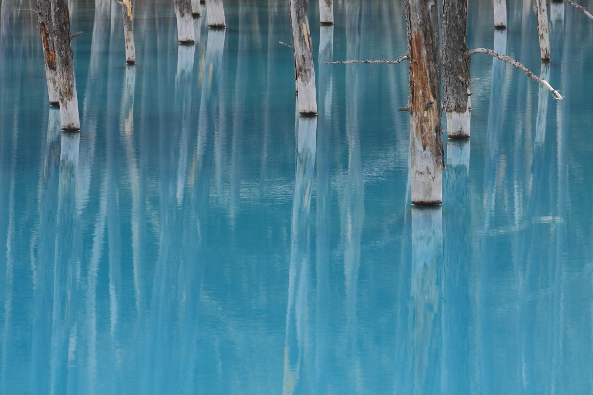 春の青池♪ | GANREF