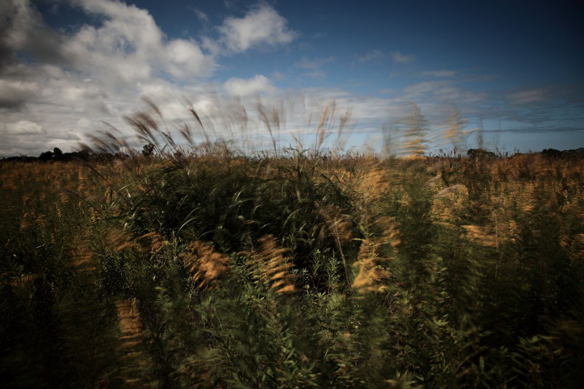 autumn wind | GANREF